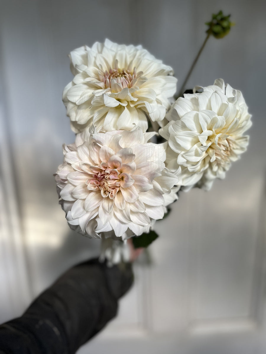 Large Decorative Dahlia 'Cream Ball' – Rose & Abraham Flower Co.